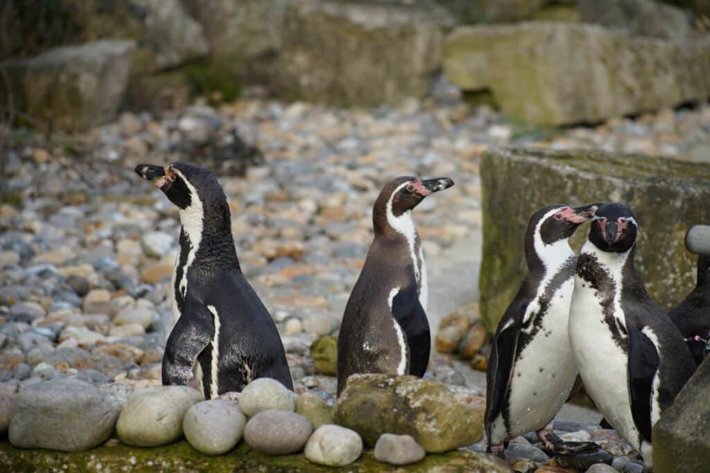 10 new penguins arrive at Marwell Zoo - Marwell Zoo