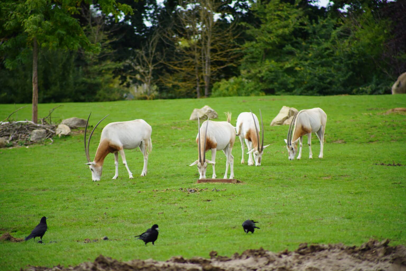 Reverse the Red - Saving species is possible - Marwell Zoo
