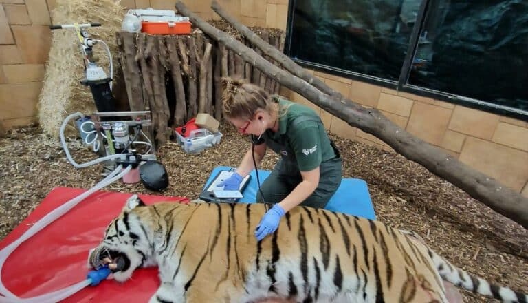 Bagai the Amur tiger visits the dentist - Marwell Zoo