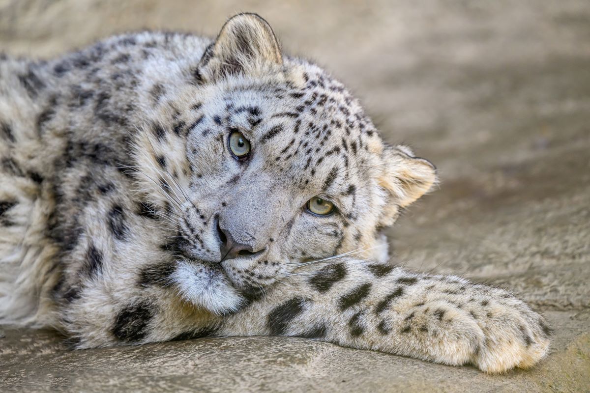 Meet our new male snow leopard, Warjun 🐾 - Marwell Zoo