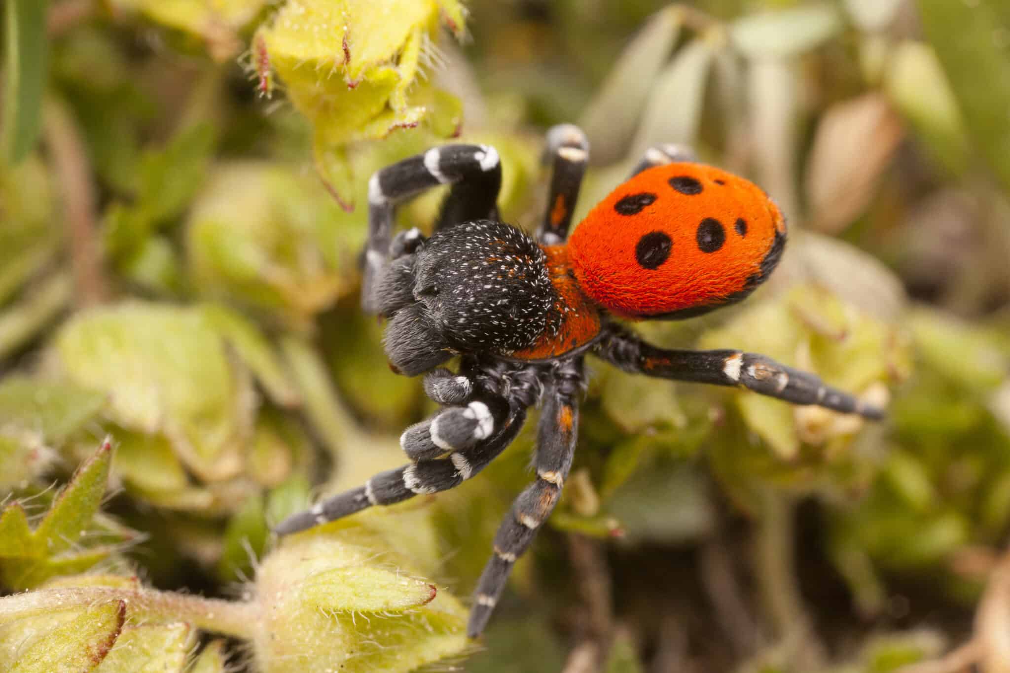 From Crippling Fear to a Spider Career - Marwell Zoo