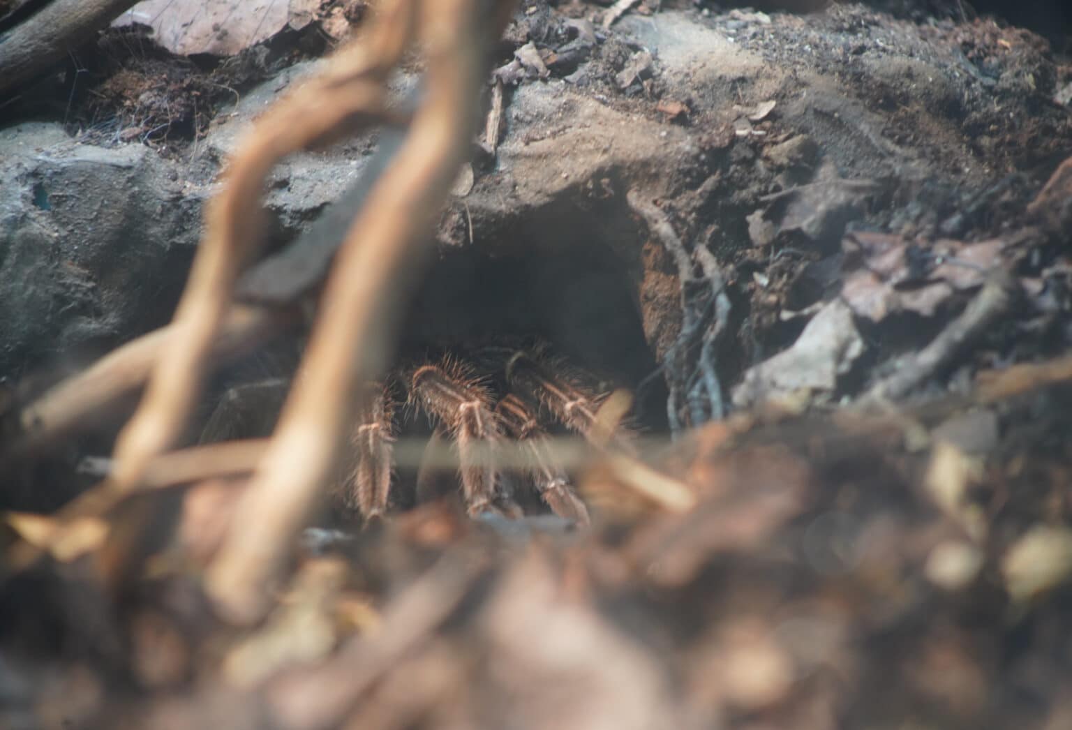 From Crippling Fear to a Spider Career - Marwell Zoo