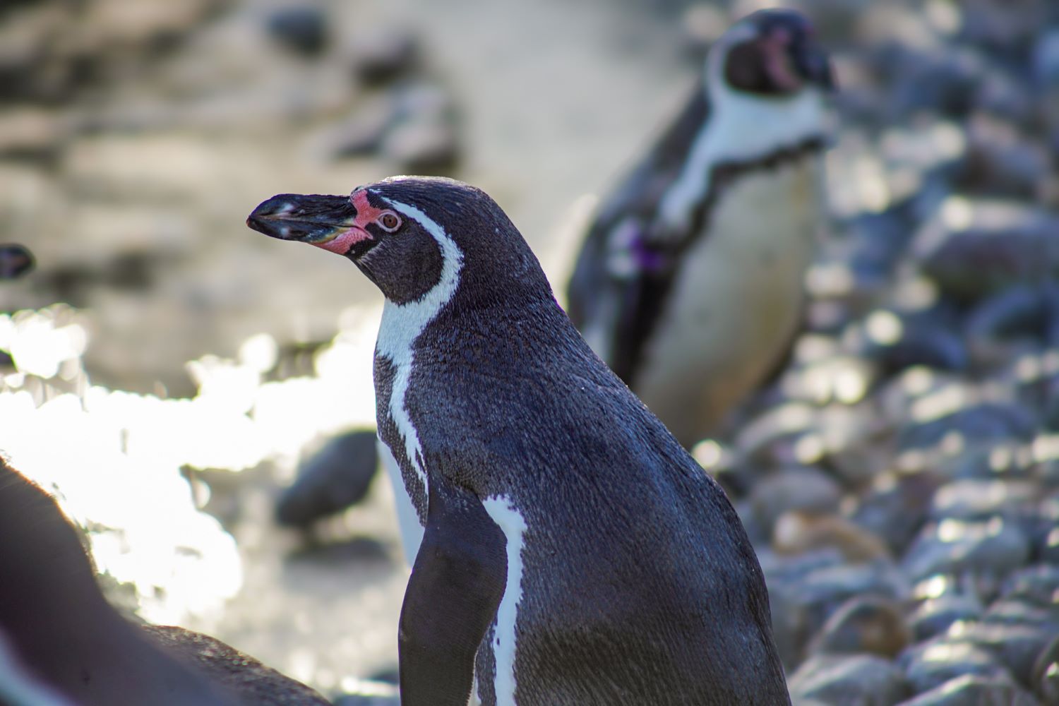 Exclusive Penguin Experience - Marwell Zoo