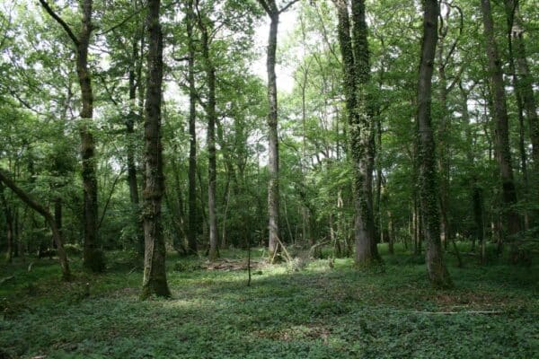 Restoring Woodlands for Sustainability Success | Marwell Zoo