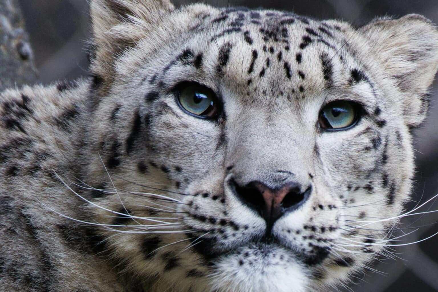 Snow Leopard Experience | Feed a Snow Leopard | Marwell Zoo