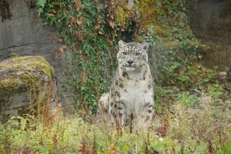 Our new snow leopard extension is now open - Marwell Zoo