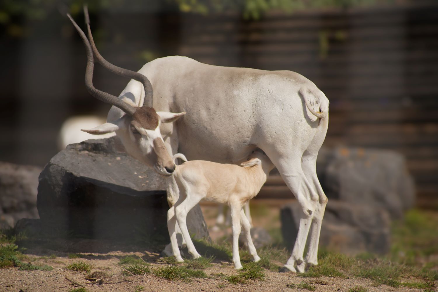 Meet our adorable new addax calf! - Marwell Zoo