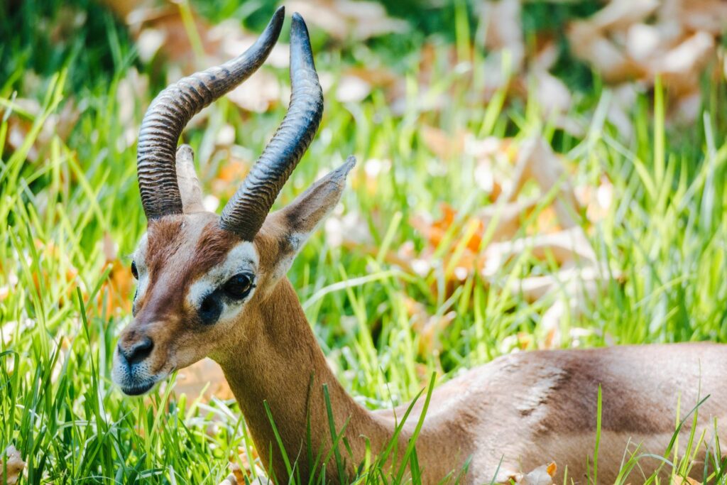 Highlighting conservation success with the IUCN Green Status - Marwell Zoo