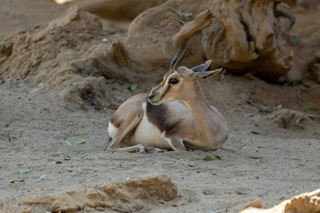 Highlighting conservation success with the IUCN Green Status - Marwell Zoo