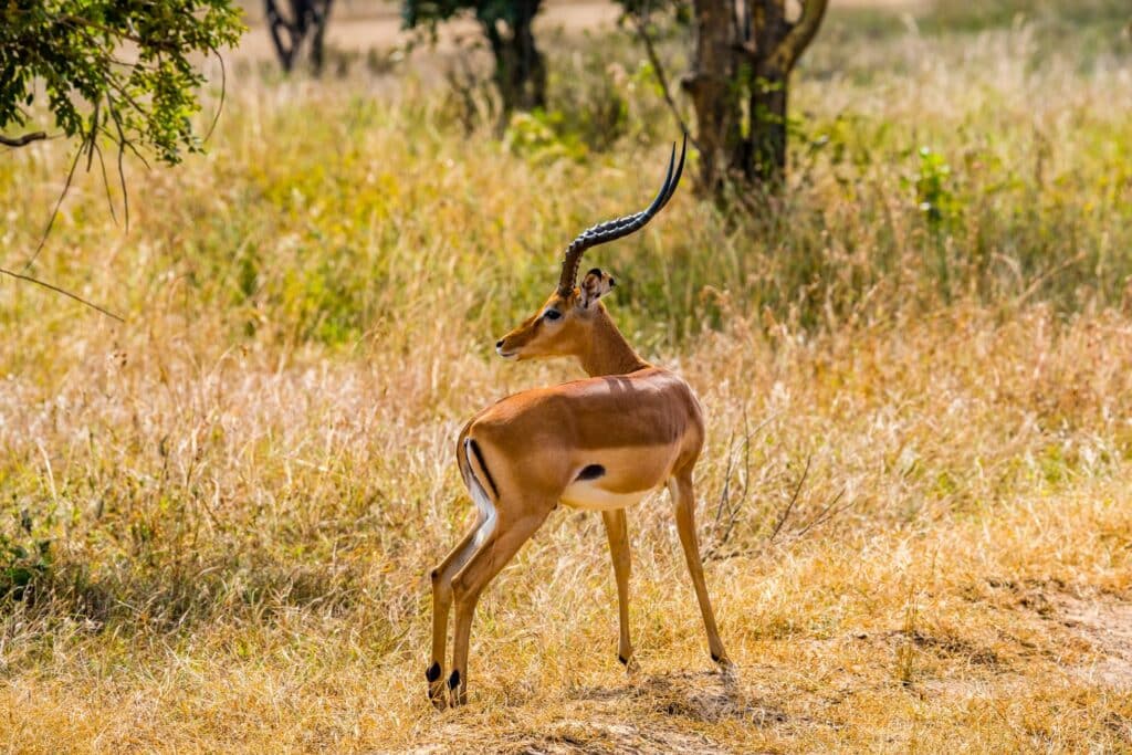 Highlighting conservation success with the IUCN Green Status - Marwell Zoo