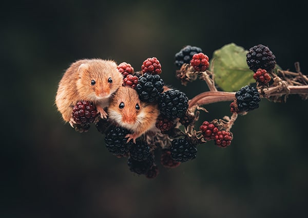 Harvest mice surveys at Marwell - Marwell Zoo