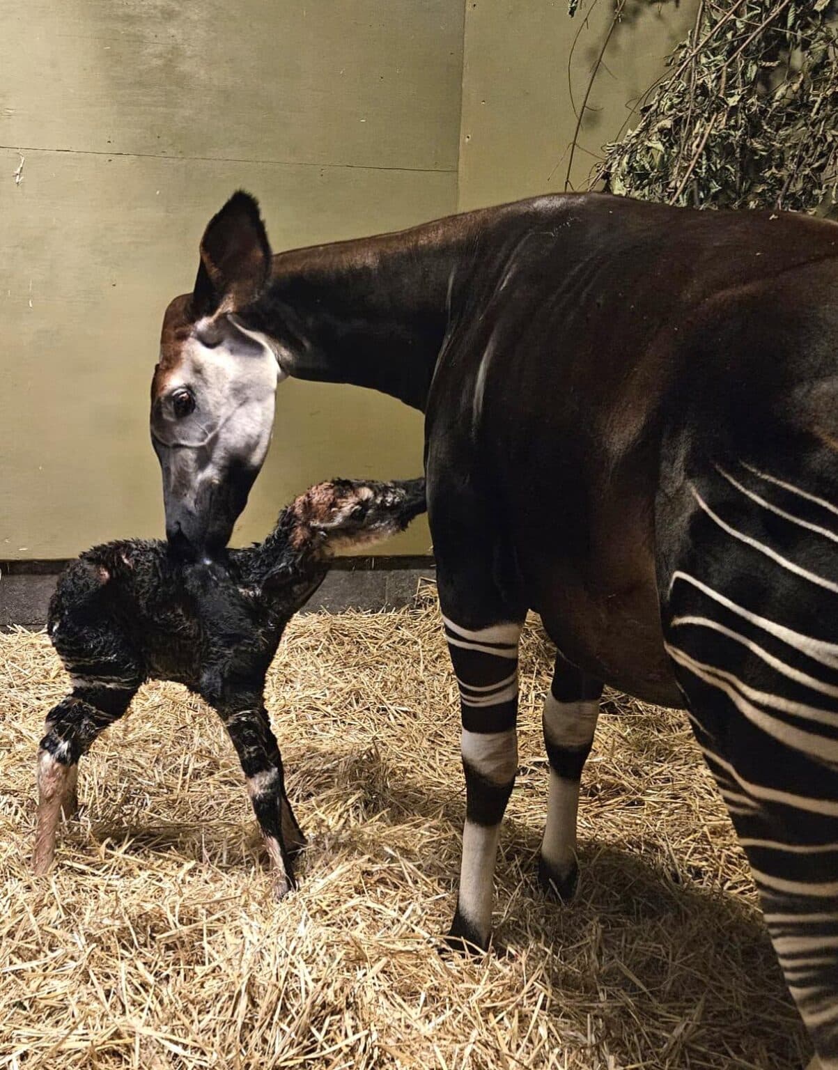 Introducing okapi calf, Kayemba - Marwell Zoo