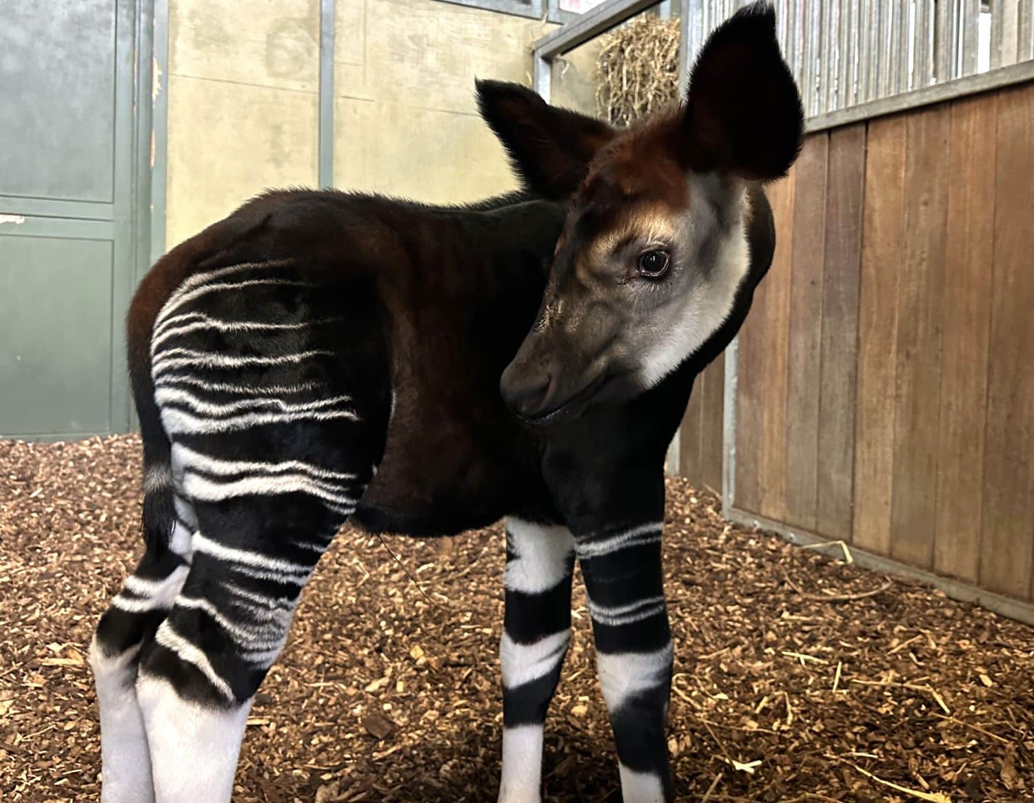 Introducing okapi calf, Kayemba - Marwell Zoo