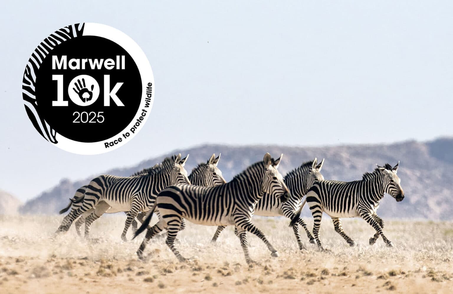 10km Run to Save Grevy’s Zebra | Marwell Zoo