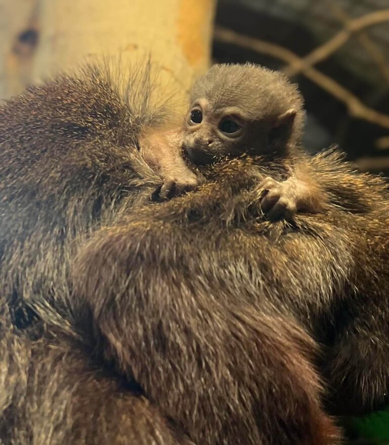 A milestone moment as we welcome first-ever coppery titi monkey baby ...