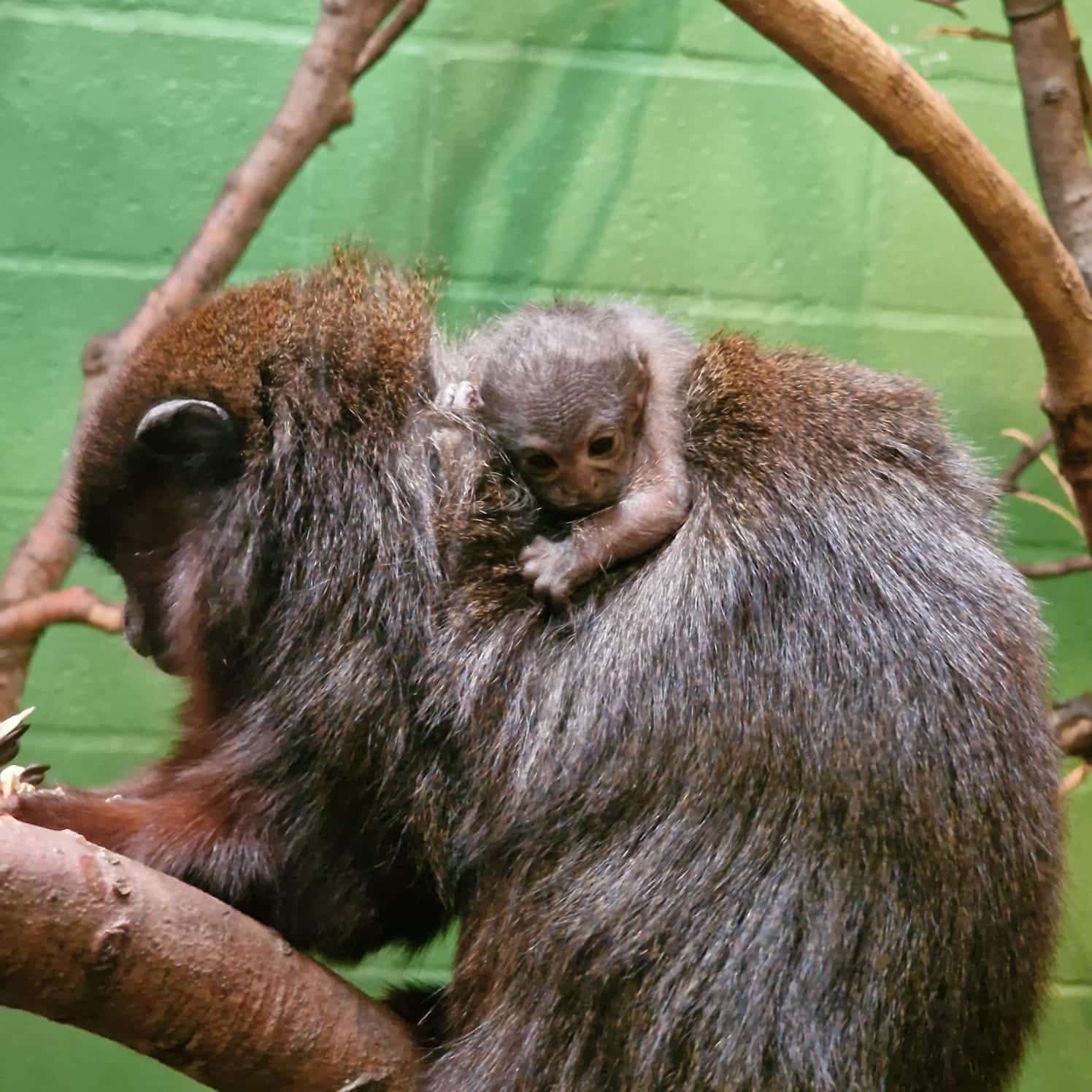 A milestone moment as we welcome first-ever coppery titi monkey baby ...