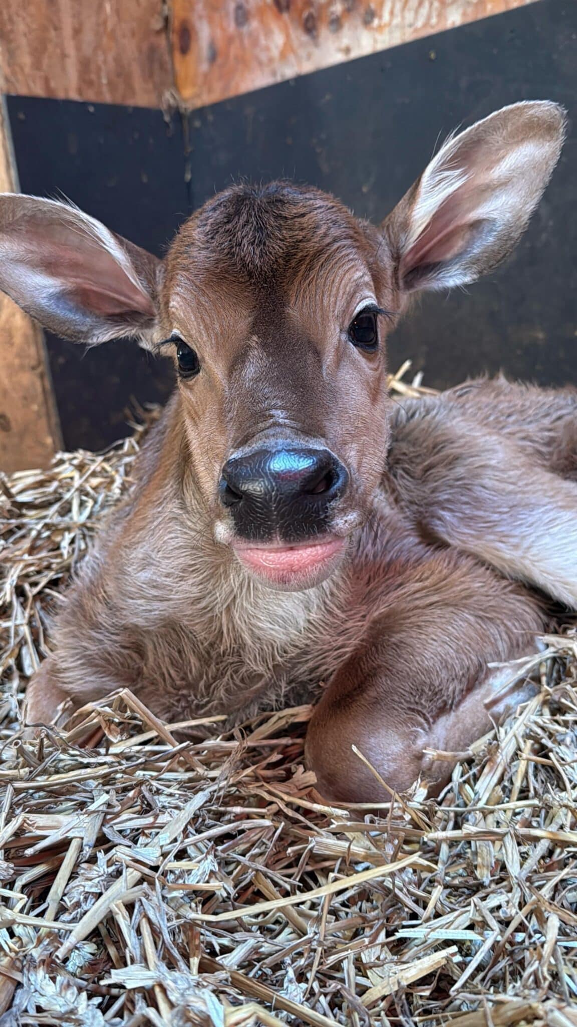 Meet our adorable new arrivals - Marwell Zoo