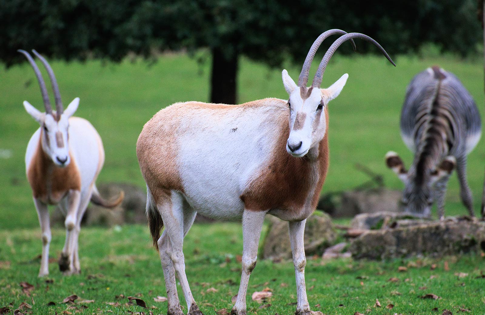 Marwell Wildlife's Fundraising Promise | Marwell Wildlife