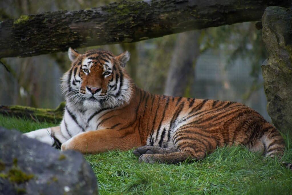 Two Rare Big Cats Arrive at Marwell | Marwell Zoo