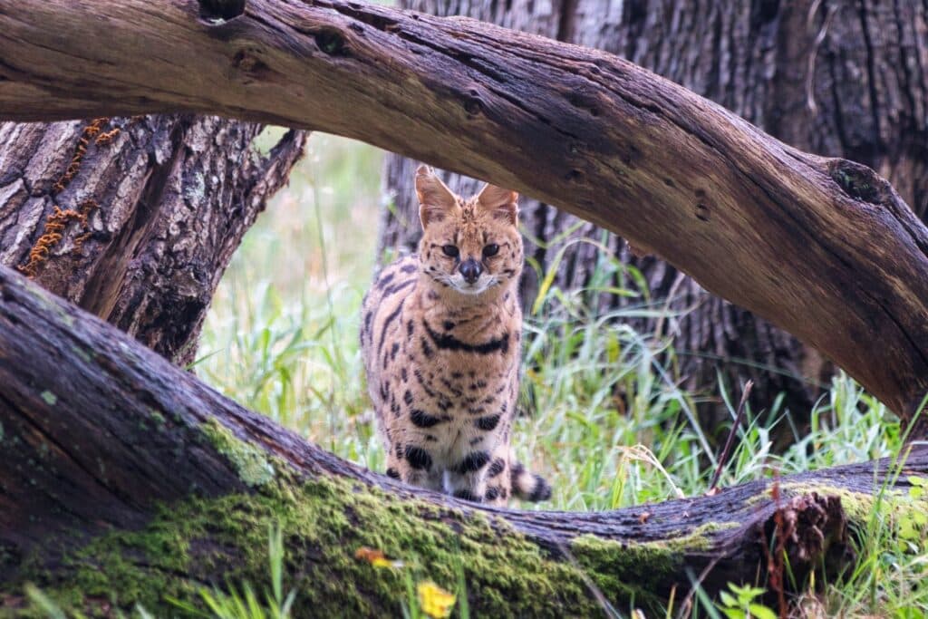 Meet Marwell’s servals, Hex and Mr Jinx Moustache - Marwell Zoo