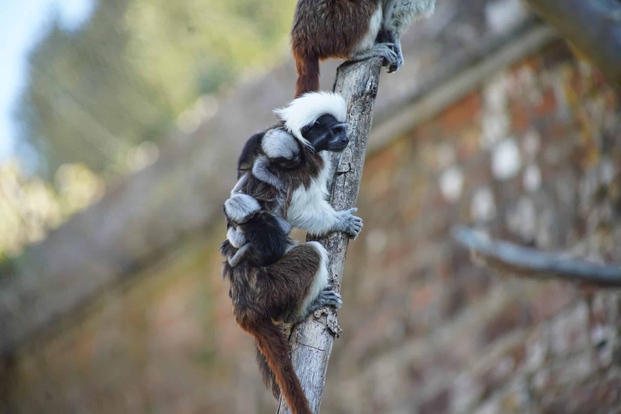 Twice as nice! Meet our cotton-top tamarin twins - Marwell Zoo