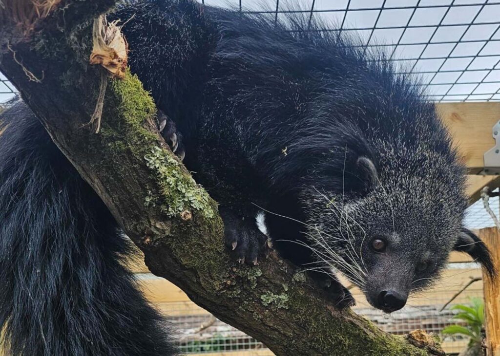 New binturong arrives for vital breeding programme - Marwell Zoo
