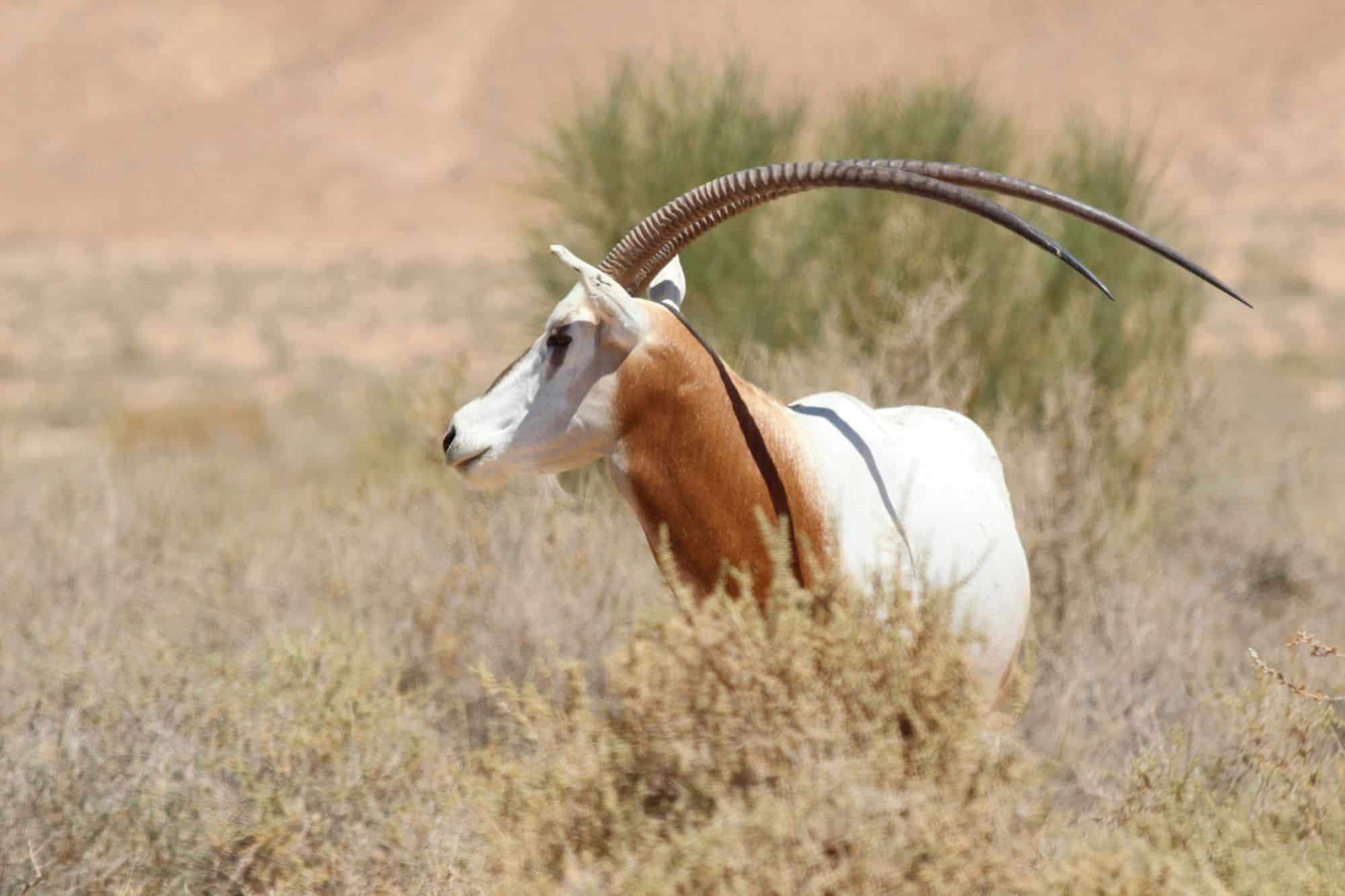 Celebrating the first-ever Scimitar-Horned Oryx Day | Marwell Zoo