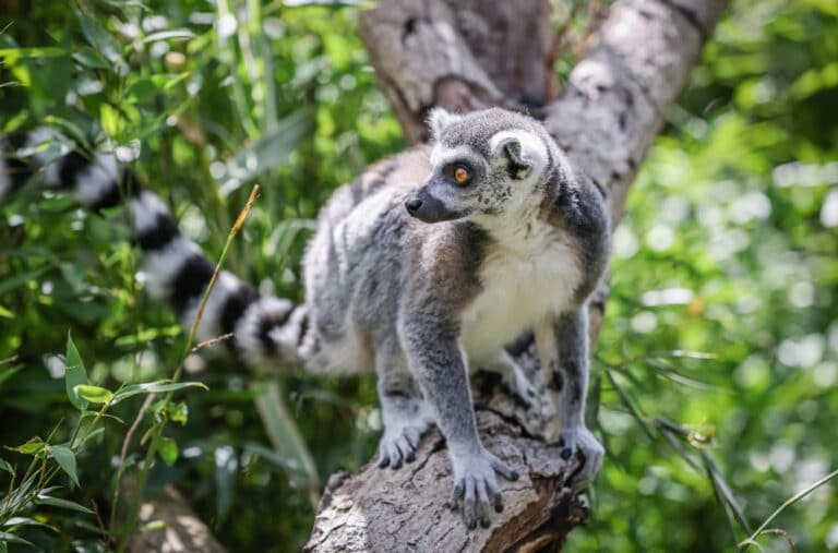 Lemur Experience | Marwell Zoo