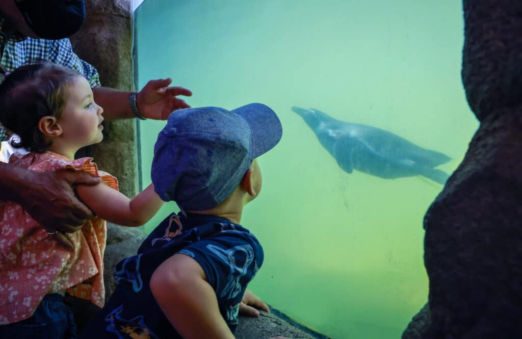 Wild days out are now more affordable with Marwell's new Community Access Scheme - Marwell Zoo