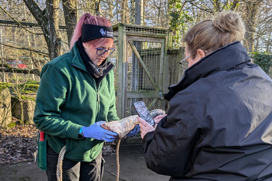 Snow leopards from Marwell rescue snowed-in Laura’s 40th birthday ...