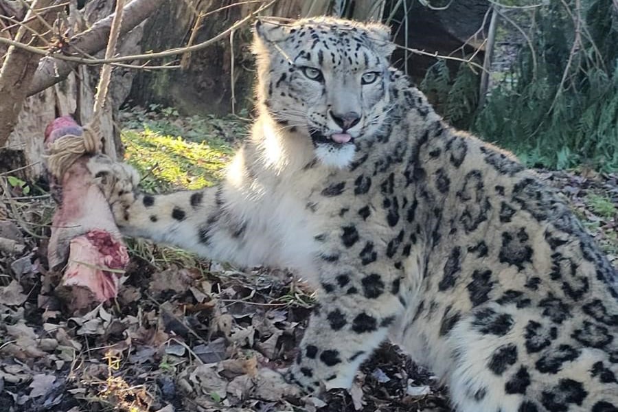 Snow leopards from Marwell rescue snowed-in Laura’s 40th birthday ...