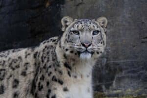 Zaya the snow leopard gives birth - Marwell Zoo