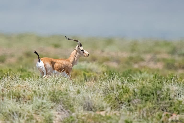 Marwell restoring the habitats of goitered gazelle in Kazakhstan